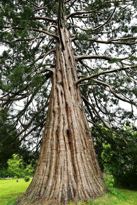 Trunk Pictures Download Free Images On Unsplash