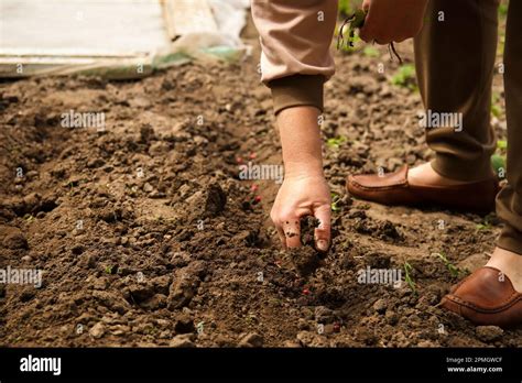 Hand Put Seedlings In Soil Growth A Seed Of Vegetable Or Plant Seedling Female Hand Of Farmer