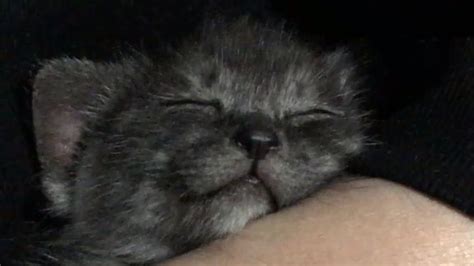 保護猫チャチャ 昔と今の姿を比べて自信をなくす猫 YouTube