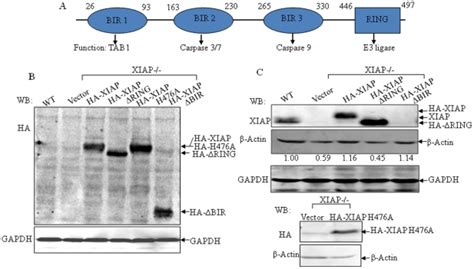 A Schematic Representation Of Xiap Protein And Identified Function Download Scientific