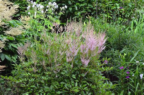 Астильба арендса Эрика Astilbe arendsii Erica - купить многолетники с ...