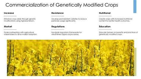 Commercialization Of Genetically Modified Crops Agrobacterium Ppt