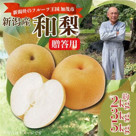 【楽天市場】秀品 新潟産 和梨 3kg（5個から8個）八雲・愛甘水・幸水・豊水・二十一世紀・南水・新高・新興 ご贈答 ご家庭 ギフト 梨 なし