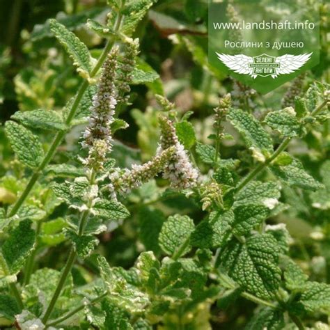 Mentha Rotundifolia Variegata Мята круглолиста ананасова