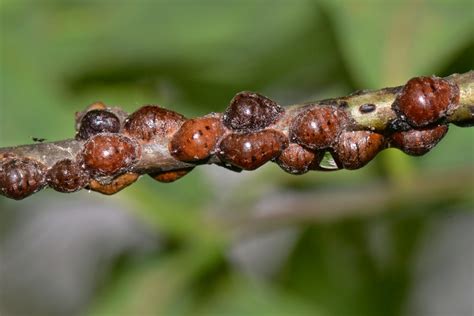 Insect Control Scale Insect Control