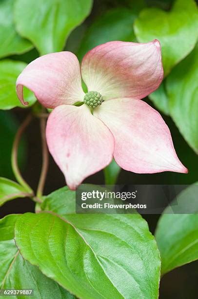 Kousa Photos And Premium High Res Pictures Getty Images