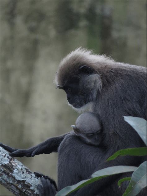 Mother And Offspring Western Purple Faced Langur Semnopithecus Vetulus Download Scientific