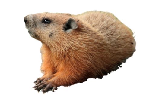 Collection Of Groundhog Png Hd Pluspng