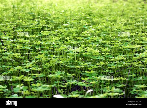 Field Of Clovers Stock Photo Alamy