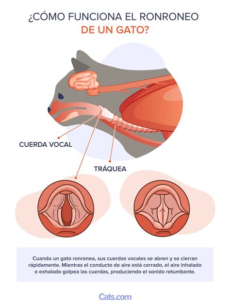 ¿por Qué Los Gatos Ronronean