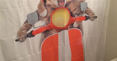 Kitty Curtain Album On Imgur