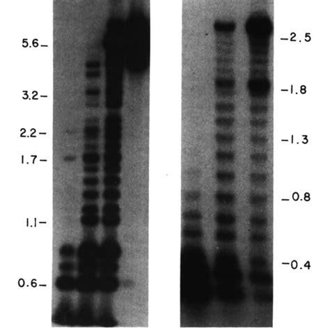 Inverted Repeats In Cloned Drosophila Dna After Restriction Cleavage Download Scientific