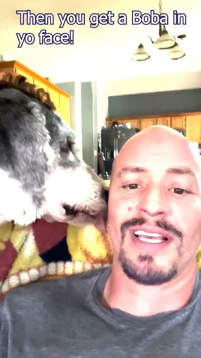 When Your Sheepadoodle Wants Something Dogs Funny Pets Youtube