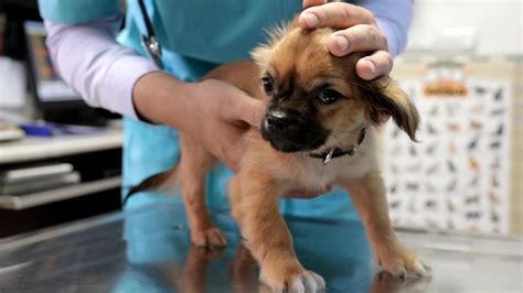 Cómo Actúan Los Perros Cuando Están Enfermos