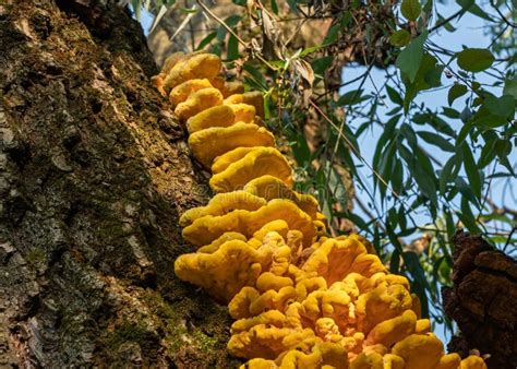 Yellow Fungus On The Bark Of A Large Tree Trunk Close Up Stock Image