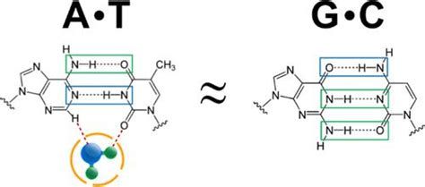 水合水弥补了 A·t 碱基对中缺失的第三个氢键 Acs Physical Chemistry Au X Mol
