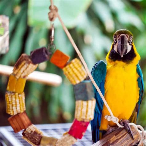 What Exactly Is Your Bird Thinking ~ Part 2 Windy City Parrot