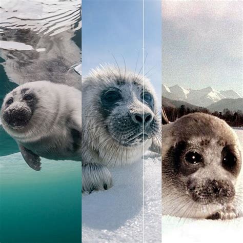 Complete Space Cadet Sarah Locklin Collection Space Cadet Sarah