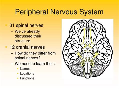 Ppt The Peripheral Nervous System Powerpoint Presentation Id My Xxx