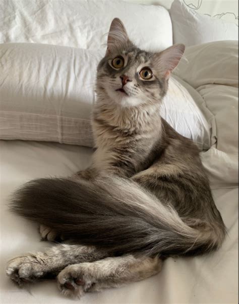 Tabby Maine Coon Qustquestions