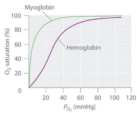 6 8 2 Oxygen Transport By The Proteins Myoglobin And Hemoglobin Chemistry Libretexts