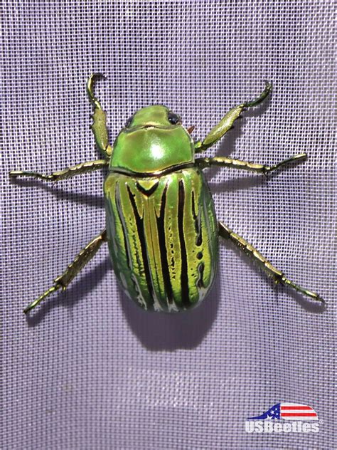 Glorious Beetle Chrysina Gloriosa Usbeetles