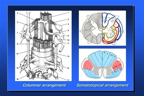 PPT The Spinal Cord Structure Of The Spinal Cord Tracts Of The Spinal Cord Spinal Cord