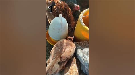 කිකිලියන්ට ආහාර දැමීම 🐔️ Youtube