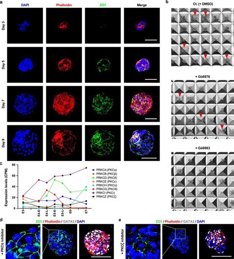 Pkc Isozymes Regulate Cavity Formation In Human Blastoids A