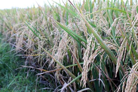 Turi Mini Pangkas Pupuk Urea Padi