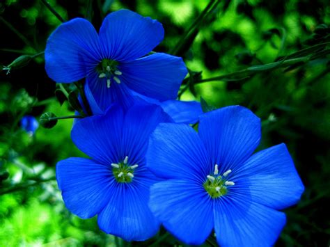 Blue Flower 4k Wallpaper Flower