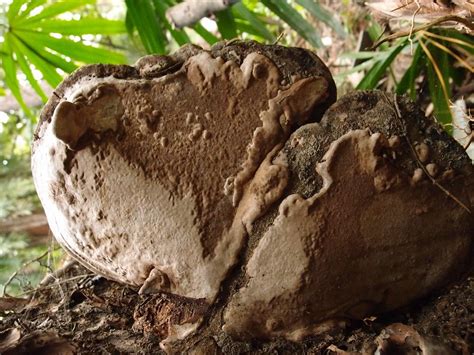 蕈哥菇妹園地 The Forum Of Fungi Putting Taiwan Fungi On The Map