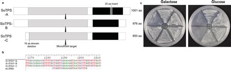 sugarcane tps genes a graphical alignment representation of the