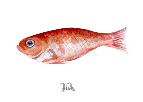 Ejemplo De Los Pescados Frescos Acuarela Dibujada Mano En El Fondo Blanco Stock de ilustración