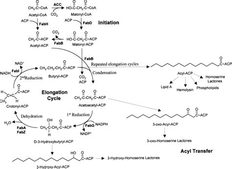 Malonyl Acp