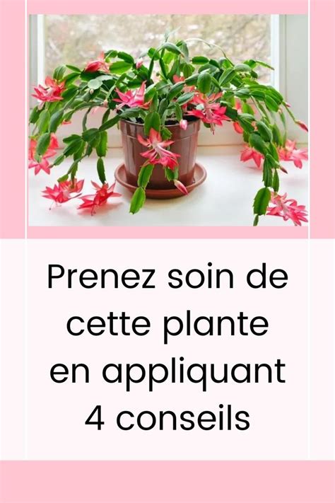 Prenez Soin De Cette Plante En Appliquant 4 Conseils