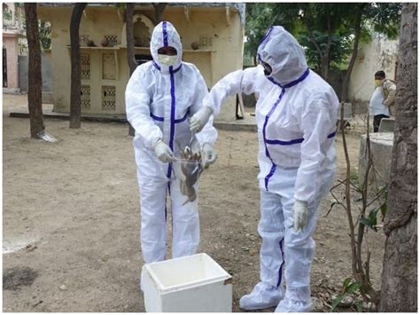Bird Flu Symptoms Causes And Sings Of Avian Influenza Is It