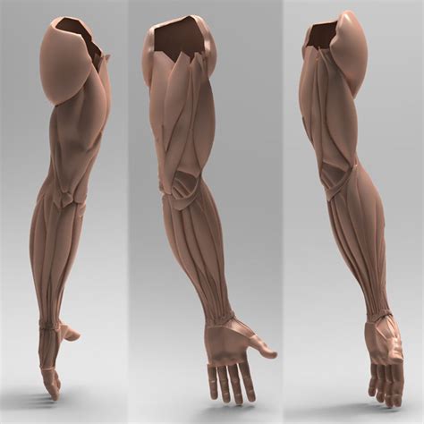 3d Human Arm Anatomy