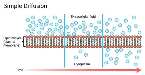 Simple Diffusion Definition Principle Examples Applications Passive Transport Plasma