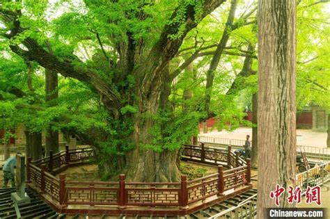 日照莒县浮来山四千年银杏再披新绿 腾讯新闻