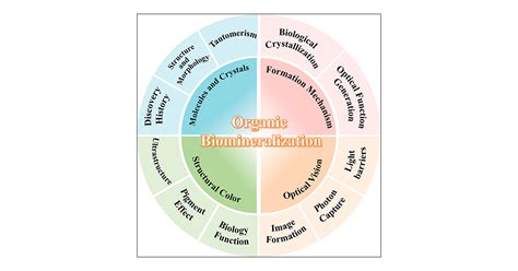 Emerging Biomineralization Of Organic Photonic Crystalline Materials Ultrastructure Formation