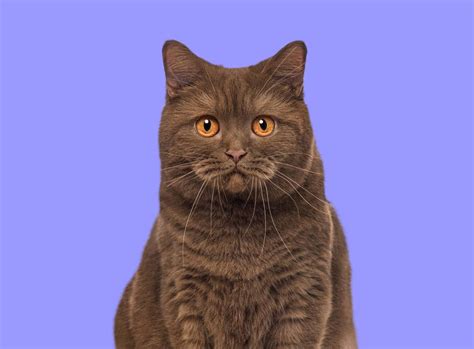 145 Cat Names From Movies That Everyone Will Recognize A Z Animals