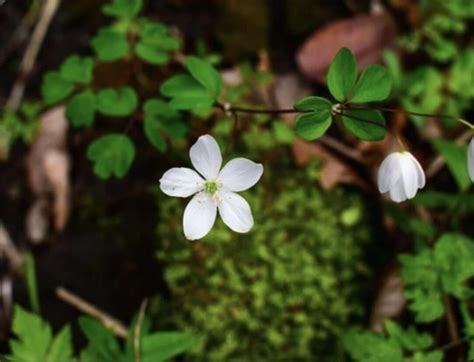 Small Good Things Douglas Wood