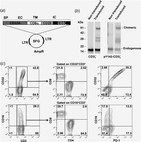 In Vitro Elimination Of Epidermal Growth Factor Receptor Overexpressing