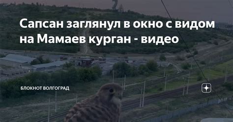 Сапсан заглянул в окно с видом на Мамаев курган - видео | Блокнот ...