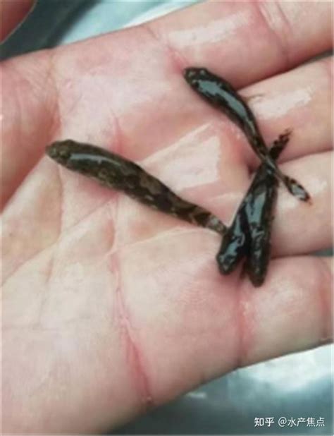 水产养殖中常用的高锰酸钾，具体该怎么使用？ 知乎