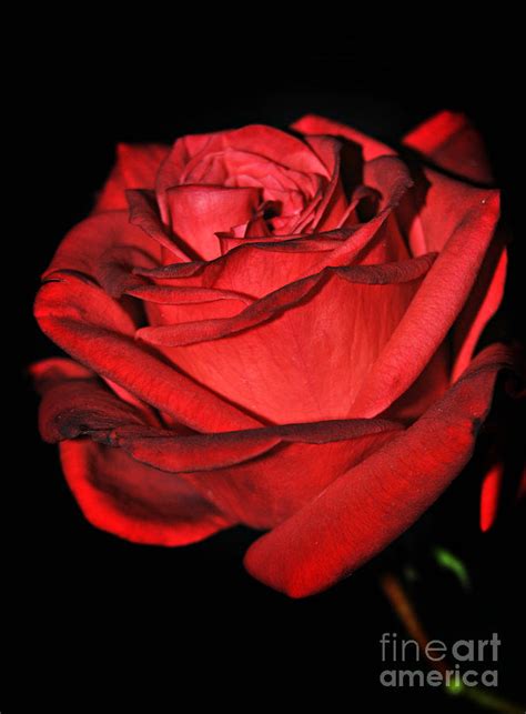 Rose Photograph By Donna Anglin Husband Views From My Window Photography Fine Art America