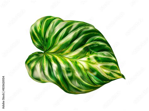 Ctenanthe Setosa Leaf Die Cut Png Style Isolated On White And