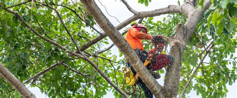 The Different Types Of Tree Pruning For Palm Beach Homes Coastal