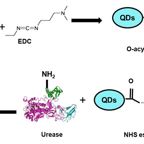 Schematic Diagram Of Gsh Capped Zns Qds Urease Conjugation By Edcnhs
